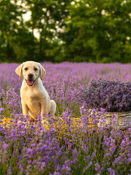 Lavender Resort